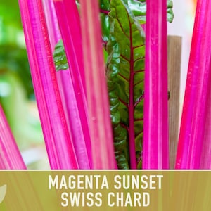Magenta Sunset Swiss Chard Seeds - Heirloom Seeds, High Yield, Edible ...