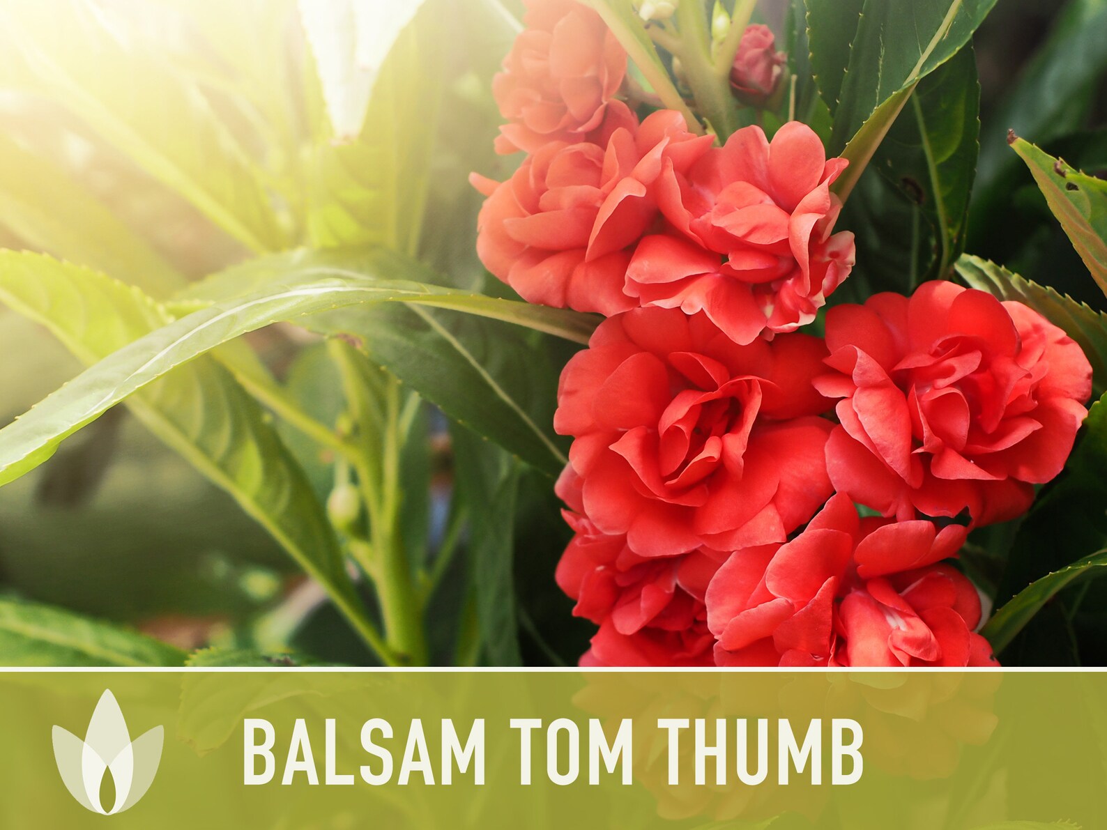 Balsam, Tom Thumb Mix Flower Seeds - Heirloom Seeds, Container Garden ...