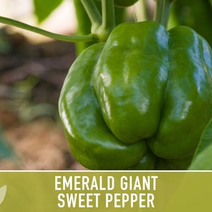 Emerald Giant Sweet Pepper Heirloom Seeds - Bell Pepper, Stuffed ...