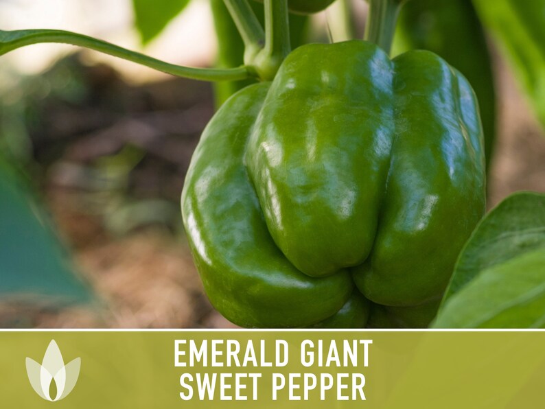Emerald Giant Sweet Pepper Heirloom Seeds - Bell Pepper, Stuffed ...