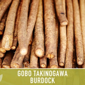 Gobo Takinogawa Burdock Seeds – Heirloom Culinary Herb - Etsy