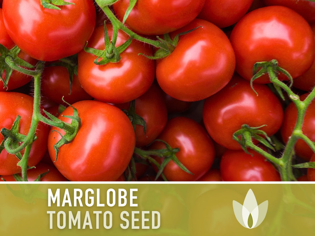 Marglobe Tomato Heirloom Seeds - Canning Tomato, Short Season ...