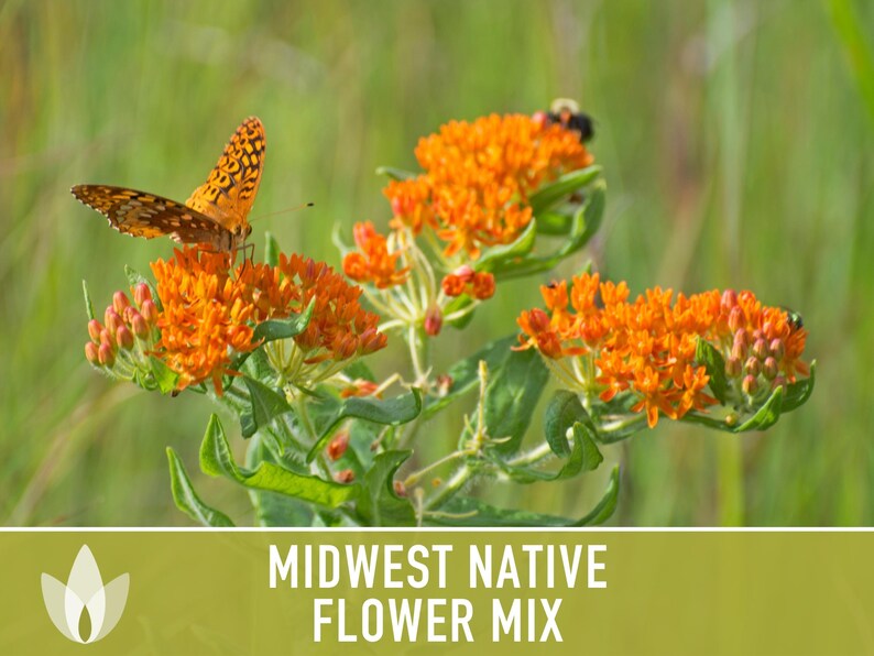 Midwest Native Mix Flower Seeds Heirloom Native Flower - Etsy