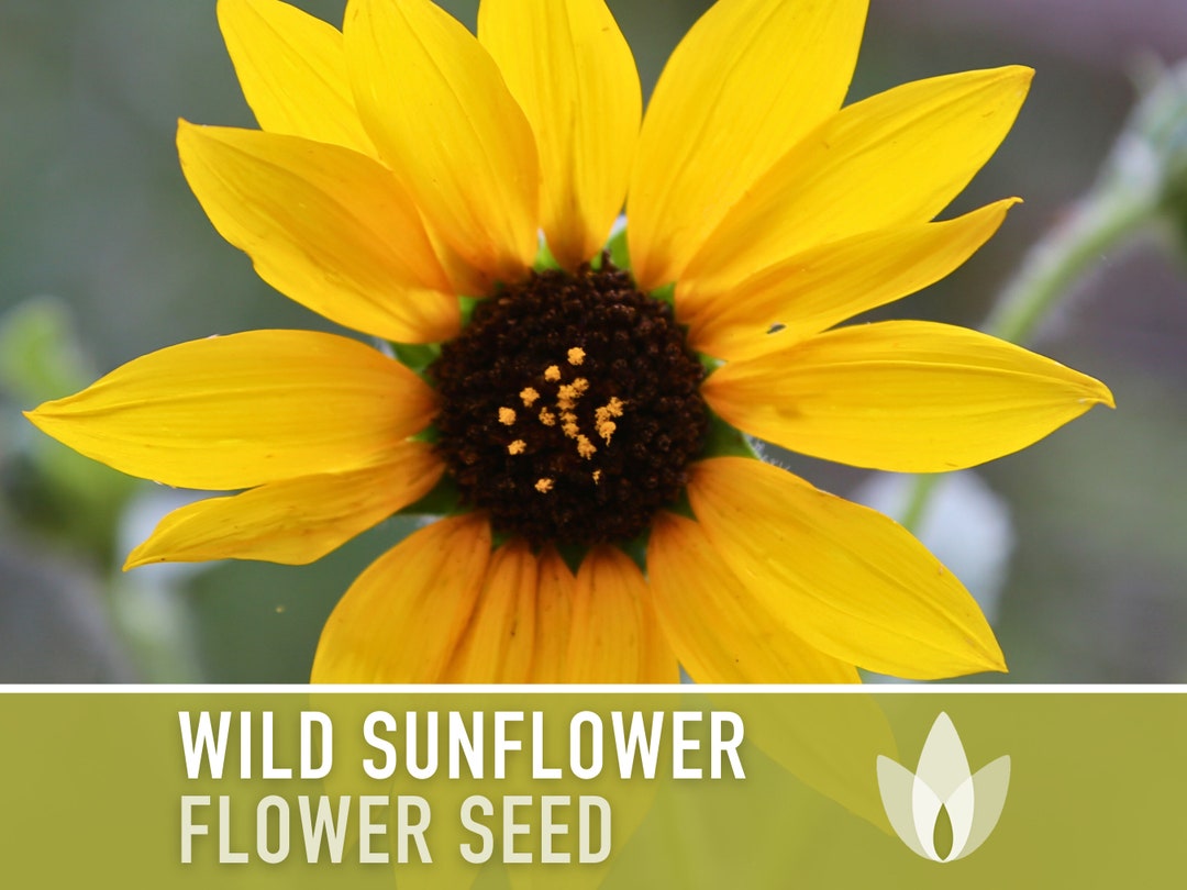 Wild Sunflower Heirloom Seeds - Native, Non-gmo, Open Pollinated ...