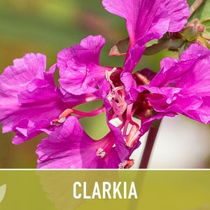 Clarkia Flower Seeds - Heirloom Seeds, California Native Wildflower Mix ...