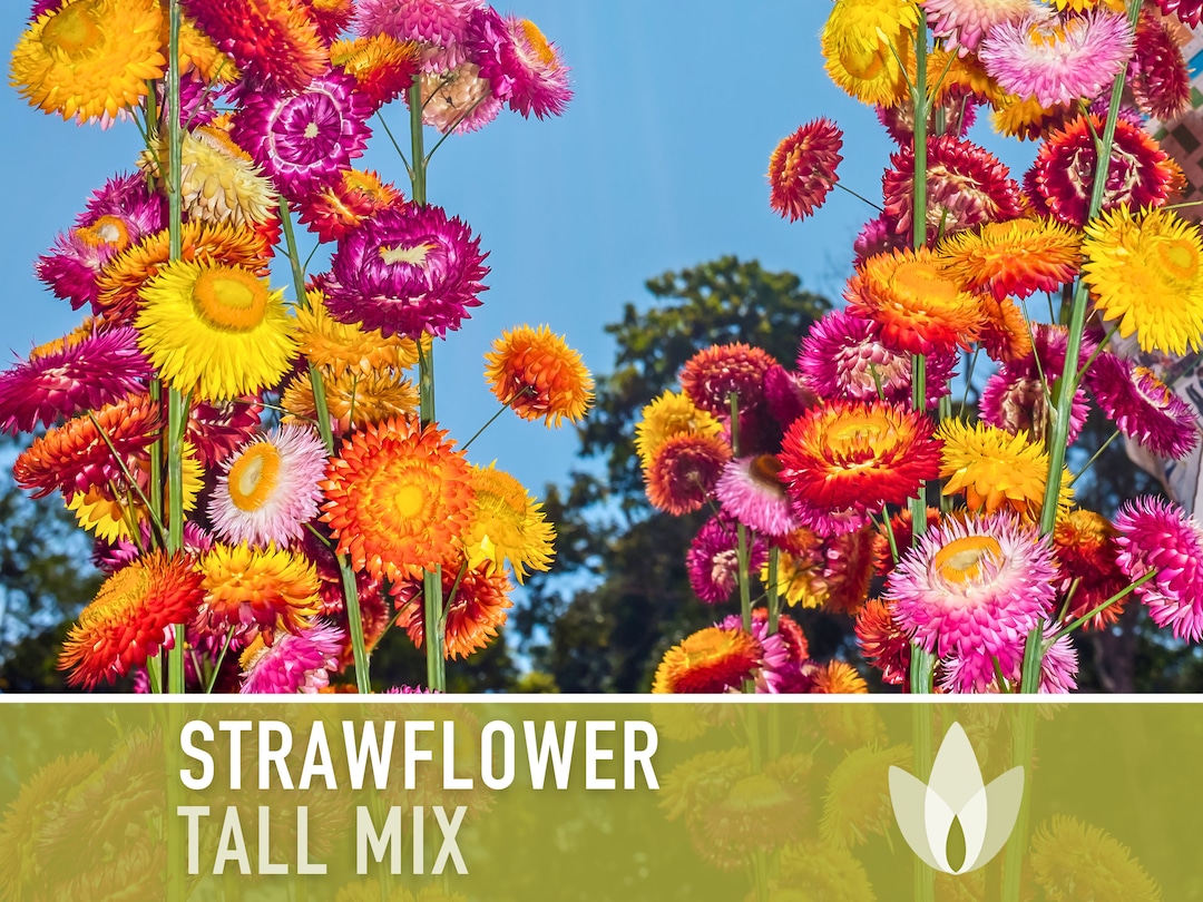 Strawflower, Tall Mix Heirloom Seeds - Flower Seeds, Cut Flower, Dried ...
