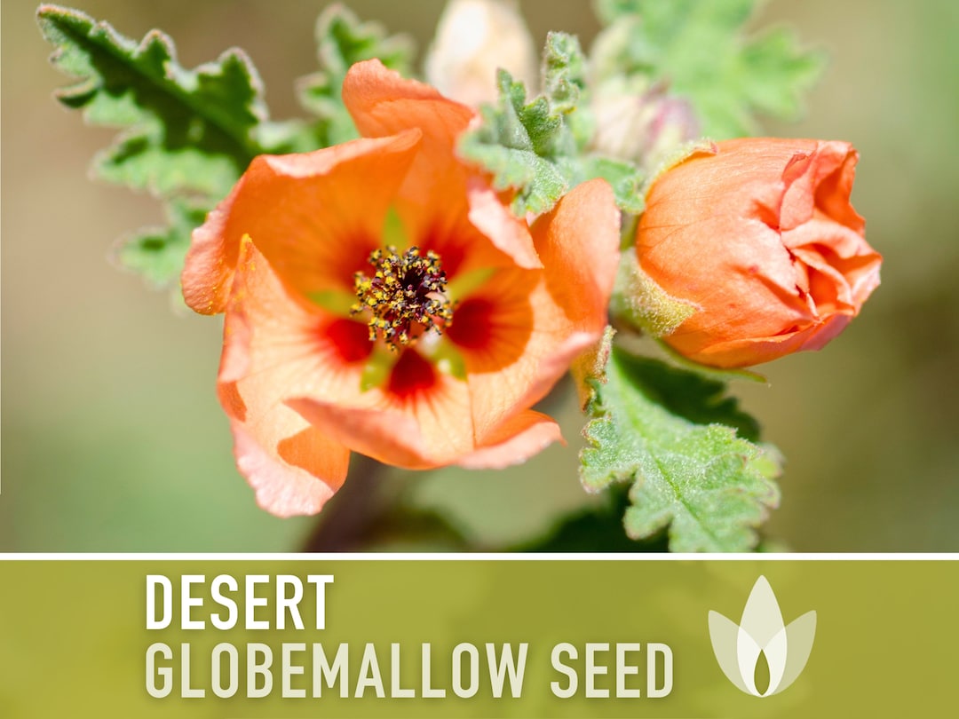 Desert Globemallow Seeds - Heirloom Seeds, Desert Hollyhock, Apricot ...
