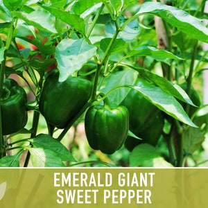 Emerald Giant Sweet Pepper Heirloom Seeds - Bell Pepper, Stuffed ...