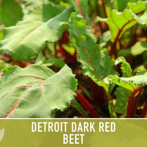 Detroit Dark Red Beet Seeds - Heirloom, Cold Hearty, Open Pollinated ...