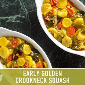 Early Golden Crookneck Summer Squash Heirloom Seeds - Prolific, Buttery ...