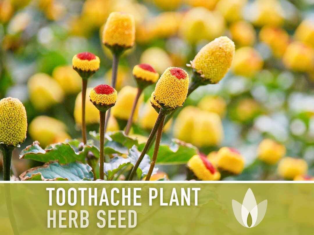 Toothache Plant Seeds – Spilanthes Oleracea, Heirloom Herb - Etsy