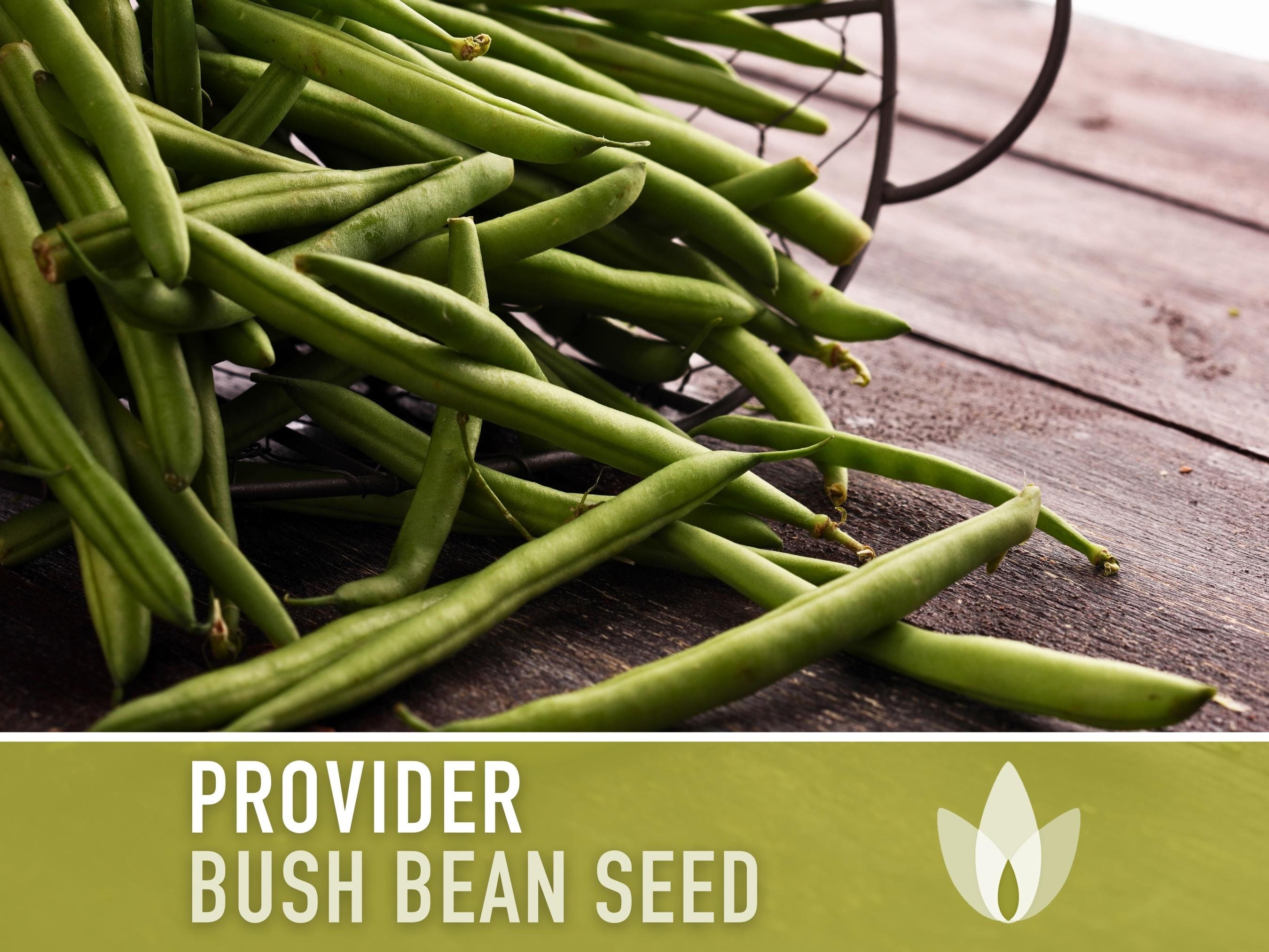 Provider Bush Bean Seeds - Heirloom, Open Pollinated, Easy to Grow ...