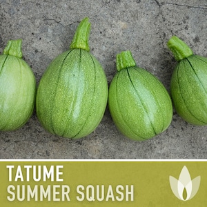 Tatume Summer Squash Seeds - Heirloom, Organic, Non-gmo - Etsy
