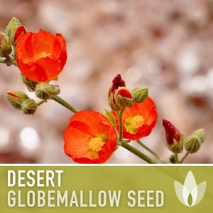 Desert Globemallow Seeds – Vivid Orange Flowers, Native Heirloom - Etsy