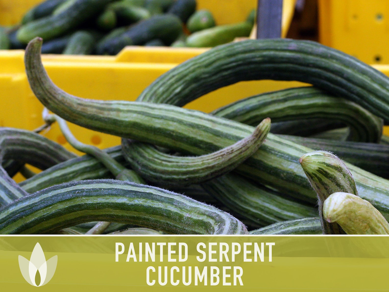 Painted Serpent Cucumber Seeds Heirloom Seeds Armenian - Etsy