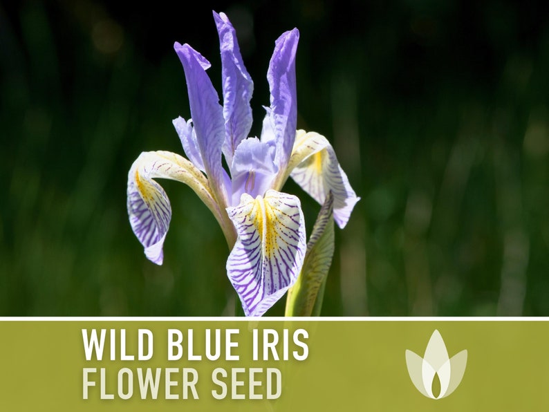 Wild Blue Iris Flower Seeds – Missouri Native, Heirloom Non-gmo - Etsy