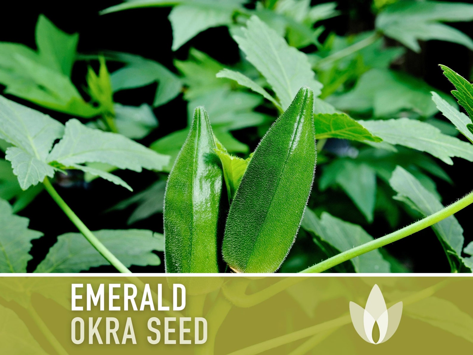 Emerald Green Velvet Okra Seeds - Heirloom Seeds, Open Pollinated ...