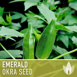 Emerald Green Velvet Okra Seeds - Heirloom Seeds, Open Pollinated ...