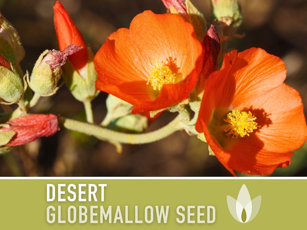 Desert Globemallow Seeds – Vivid Orange Flowers, Native Heirloom - Etsy