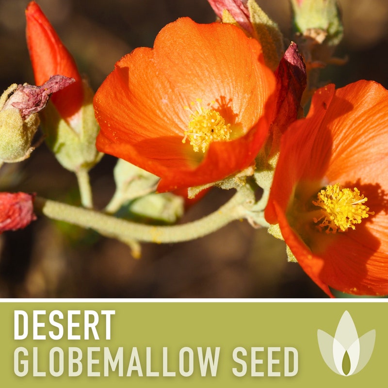 Desert - Etsy