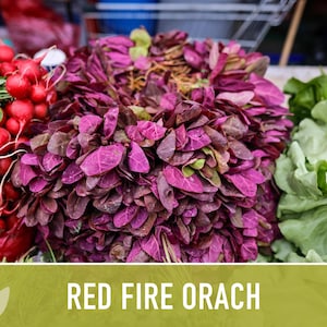Red Fire Orach Seeds - Heirloom Seeds, French Spinach, Garden Orach ...