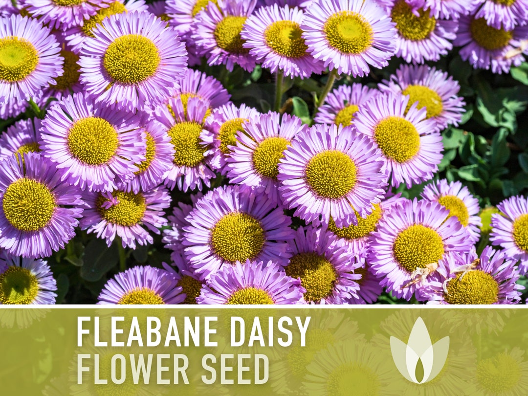 Fleabane Daisy Flower Seeds - Aspen Daisy, Dainty Daisy, Showy Daisy ...