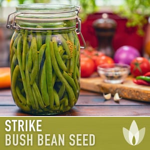 Strike Bush Bean Seeds - Heirloom Seeds, Stringless, Reliable, Heavy ...