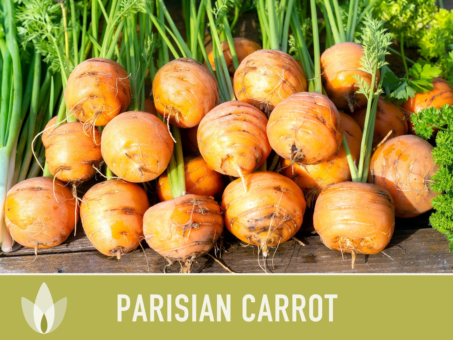 Parisian Carrot Heirloom Seeds Seed Packets Vegetable - Etsy