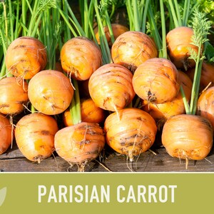 Parisian Carrot Heirloom Seeds - Seed Packets, Vegetable Seeds, Non GMO ...