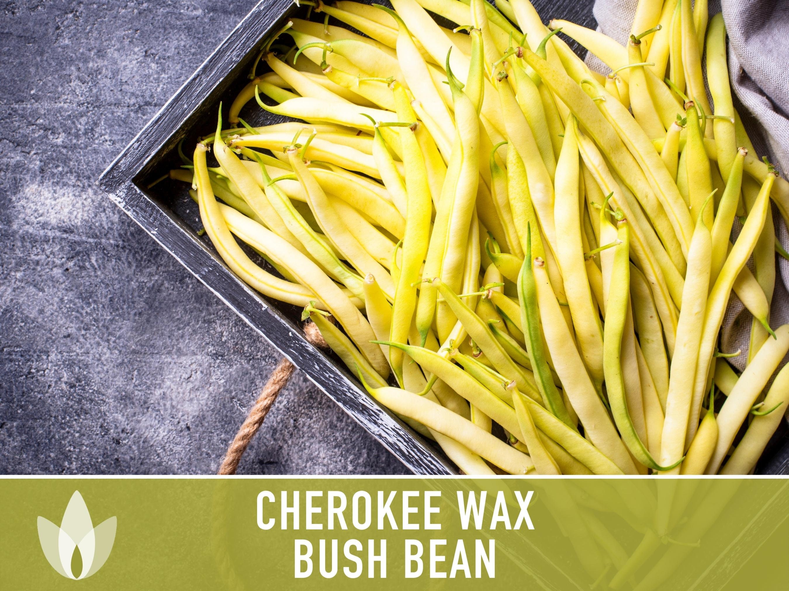 Cherokee Wax Bush Bean Heirloom Seeds - Etsy