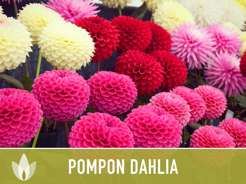 Dahlia Pompon Flower Seeds Heirloom Seeds Dahlia Flower - Etsy
