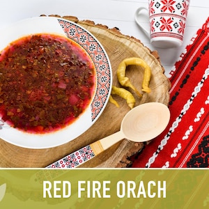 Red Fire Orach Seeds - Heirloom Seeds, French Spinach, Garden Orach ...