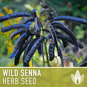 Wild Senna Herb Seeds - Heirloom Seeds, Medicinal Herb, Senna ...