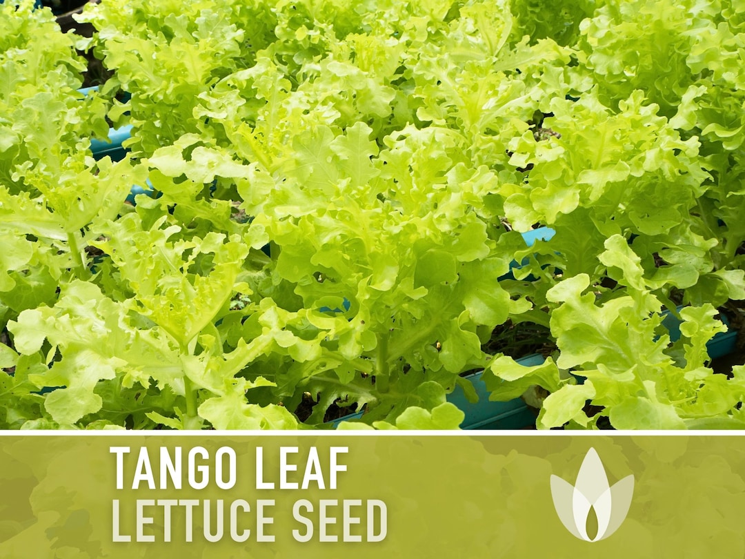Tango Leaf Lettuce Seeds - Heirloom Seeds, Oakleaf Lettuce, Container ...