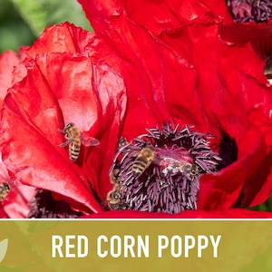 Red Corn Poppy Heirloom Seeds - Flower Seeds, Cool Weather Seeds ...