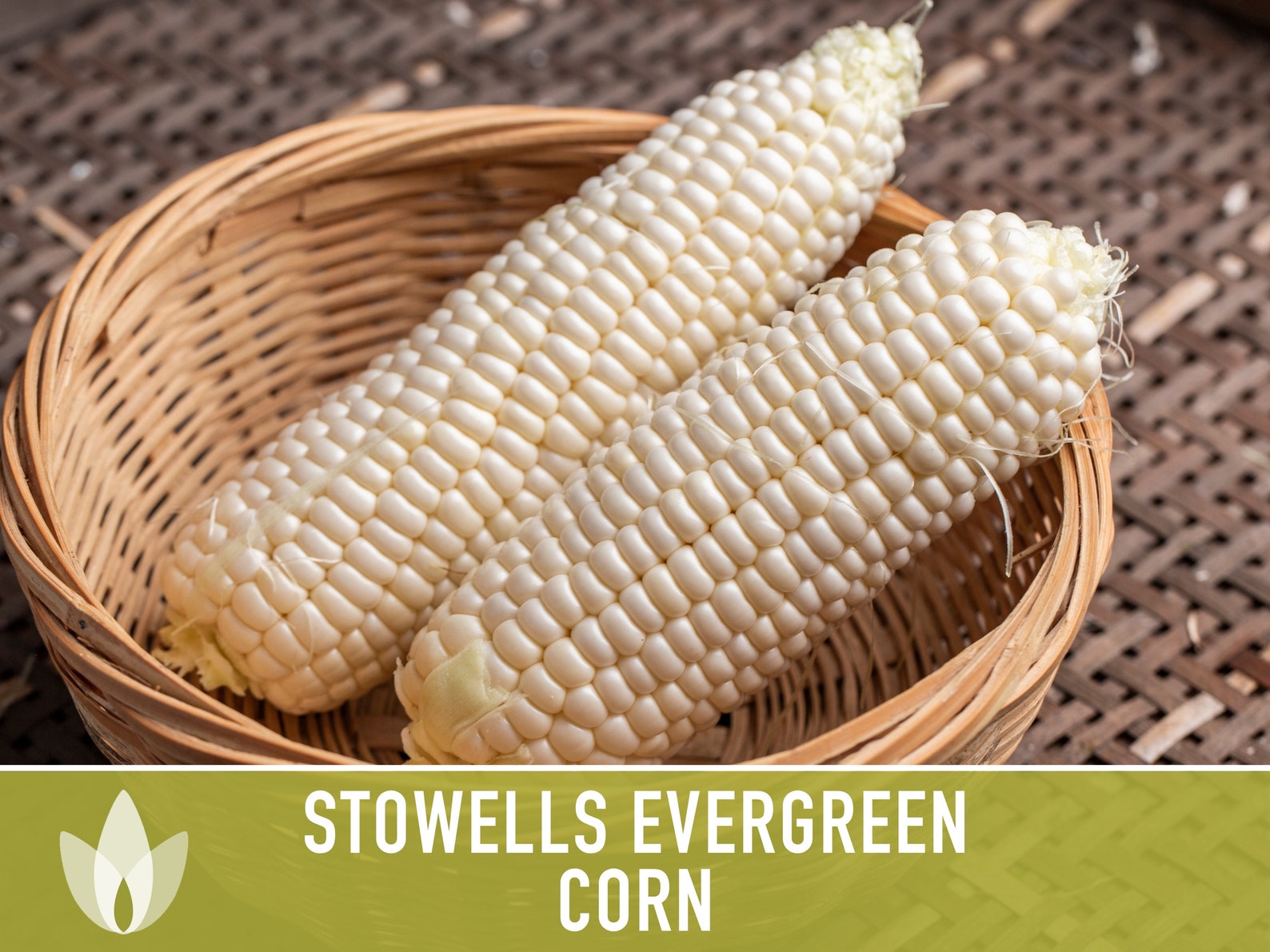 Stowell's Evergreen Corn Seeds Heirloom Seeds Sweet - Etsy