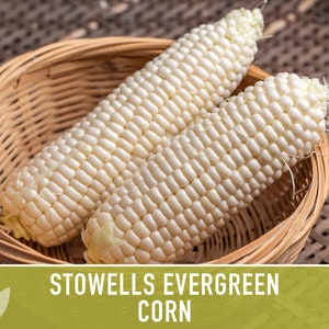 Stowell's Evergreen Corn Seeds - Heirloom Seeds, Sweet Corn Seeds ...