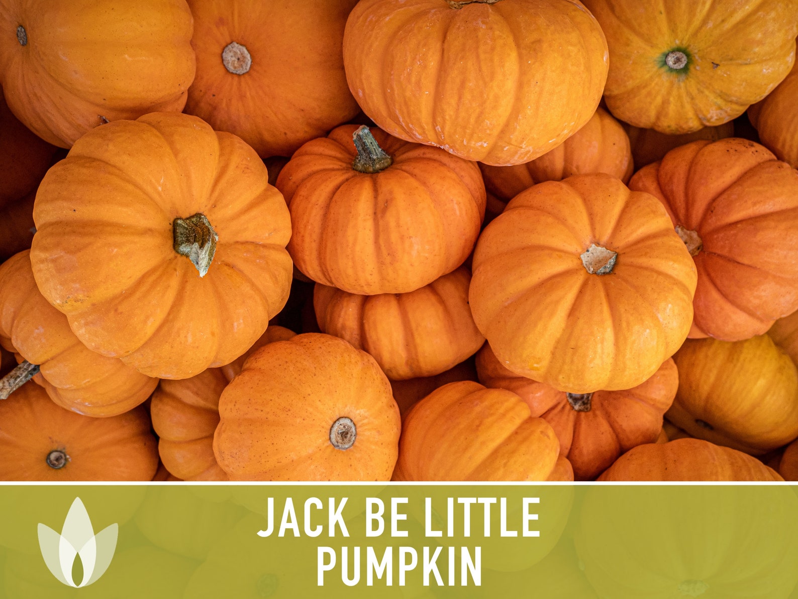 Jack Be Little Pumpkin Heirloom Seeds - Etsy