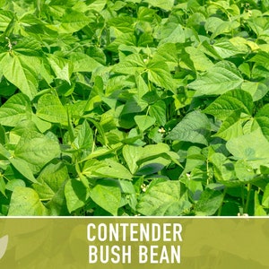 Contender Bush Bean Seeds - Heirloom, Stringless, Open Pollinated ...