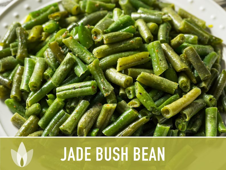 Jade Bush Bean Seeds - Heirloom, Stringless, Open Pollinated, Untreated ...