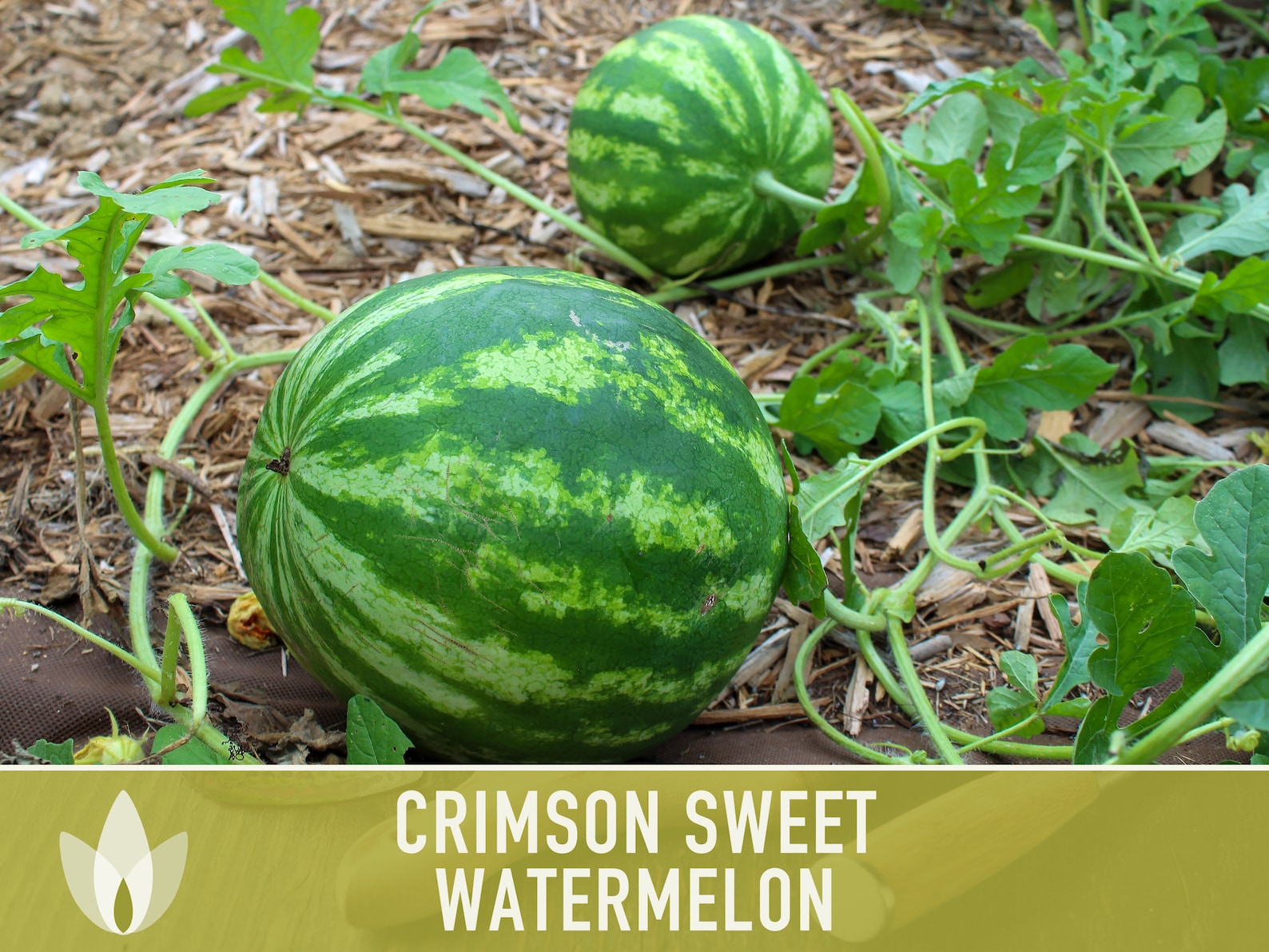 Crimson Sweet Watermelon Heirloom Seeds - Open Pollinated, Non GMO - Etsy