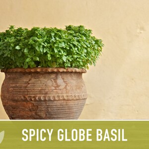Spicy Globe Basil Seeds - Dwarf Basil, Greek Basil, Heirloom Seeds ...