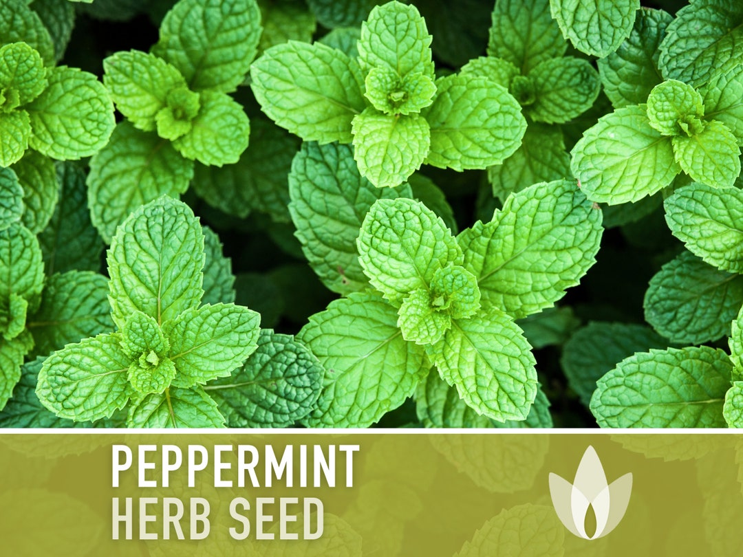 Peppermint Seeds - Heirloom Seeds, Medicinal Herb Seeds, Culinary Herb ...