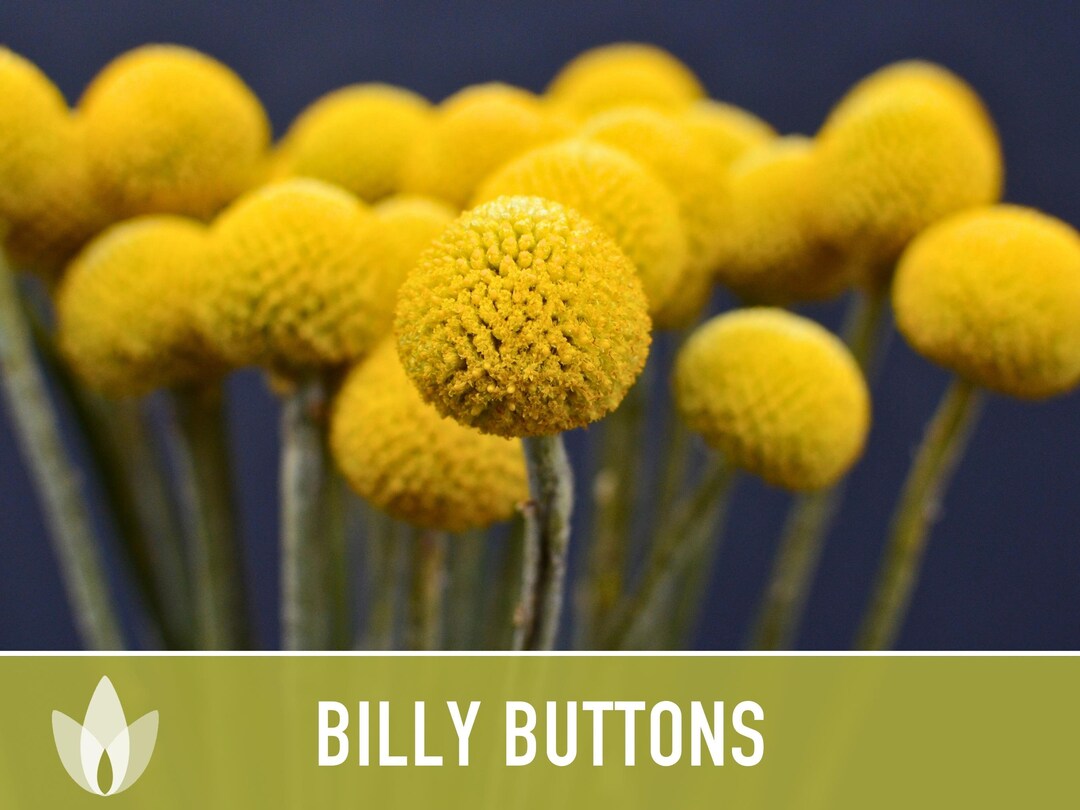 Billy Buttons drumsticks Flower Seeds Heirloom Seeds - Etsy