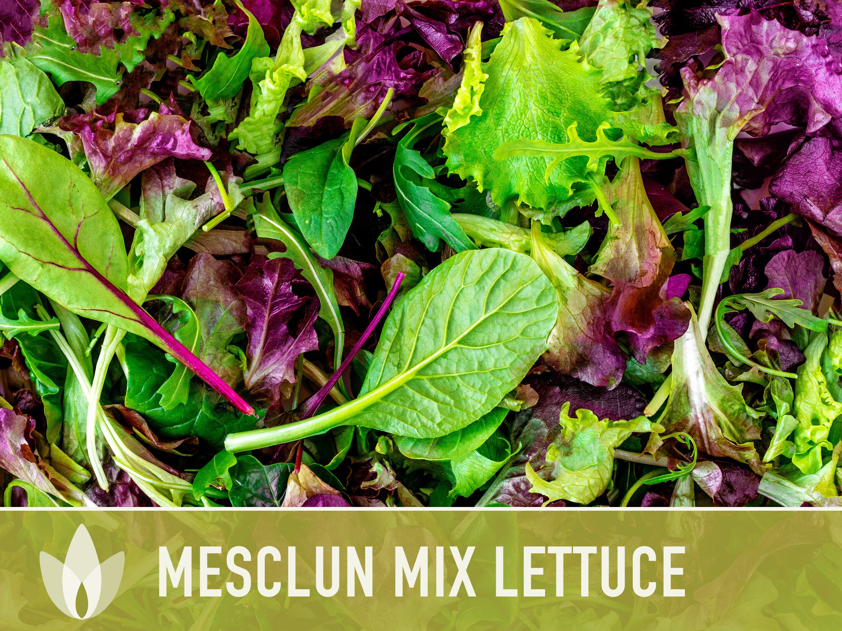 Mesclun Lettuce Mix Seeds – Heirloom European Salad Greens, Non-gmo - Etsy