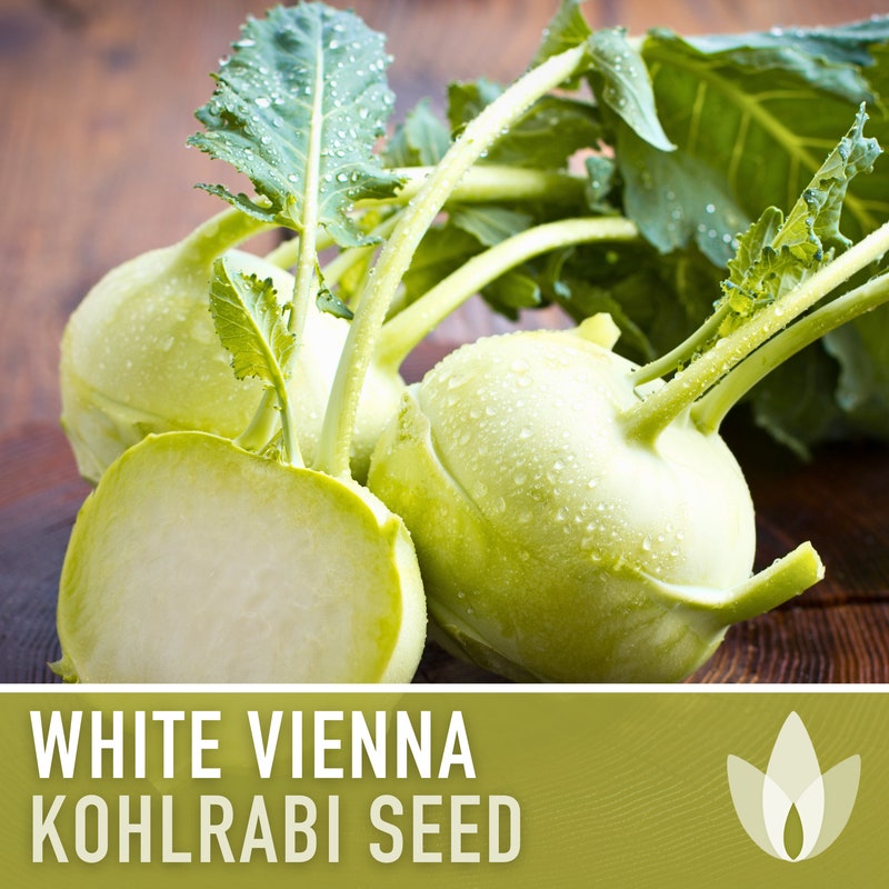 Kohlrabi Seeds Heirloom - Etsy