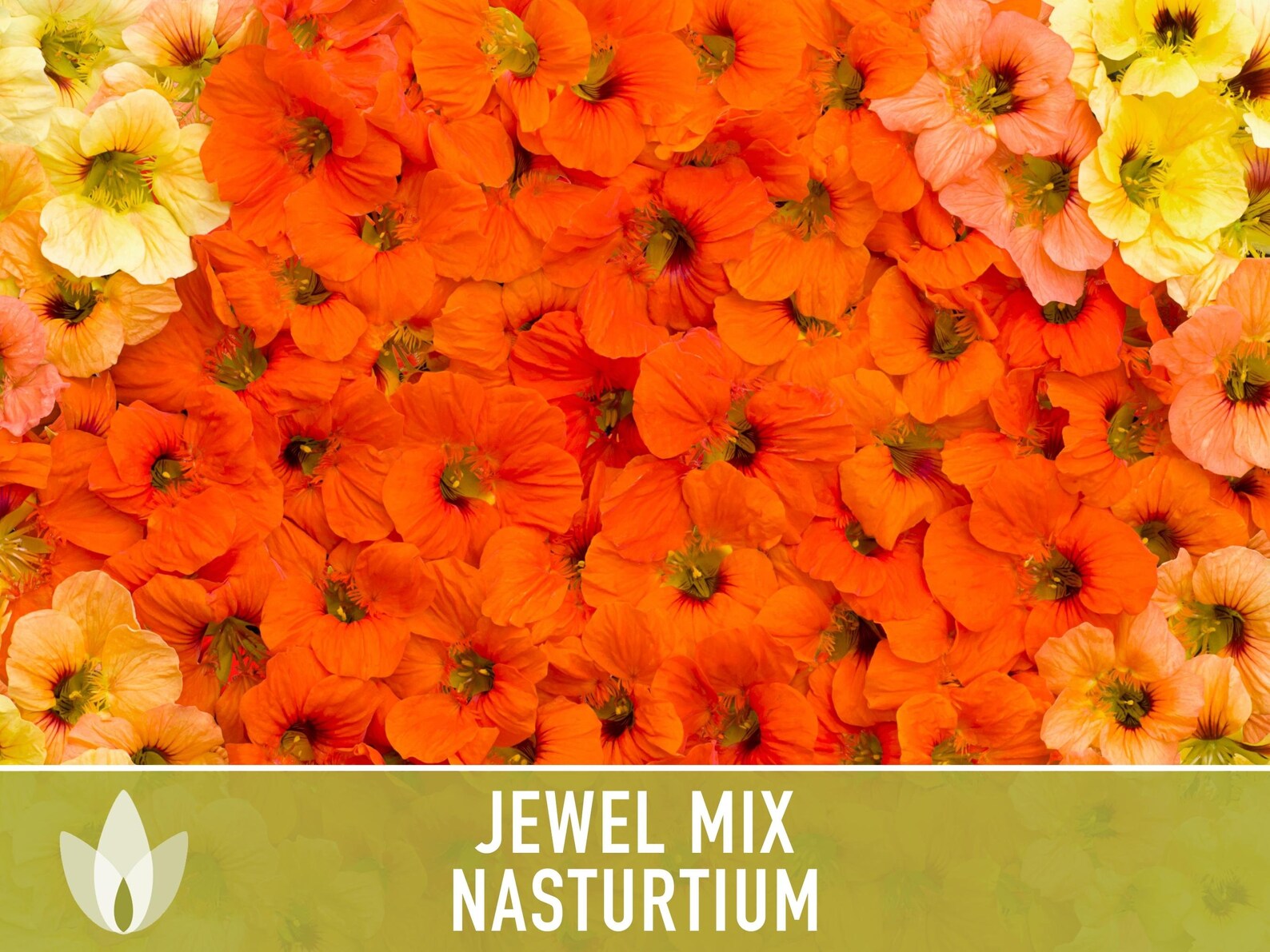 Nasturtium Jewel Mix Dwarf Heirloom Flower Seeds - Etsy