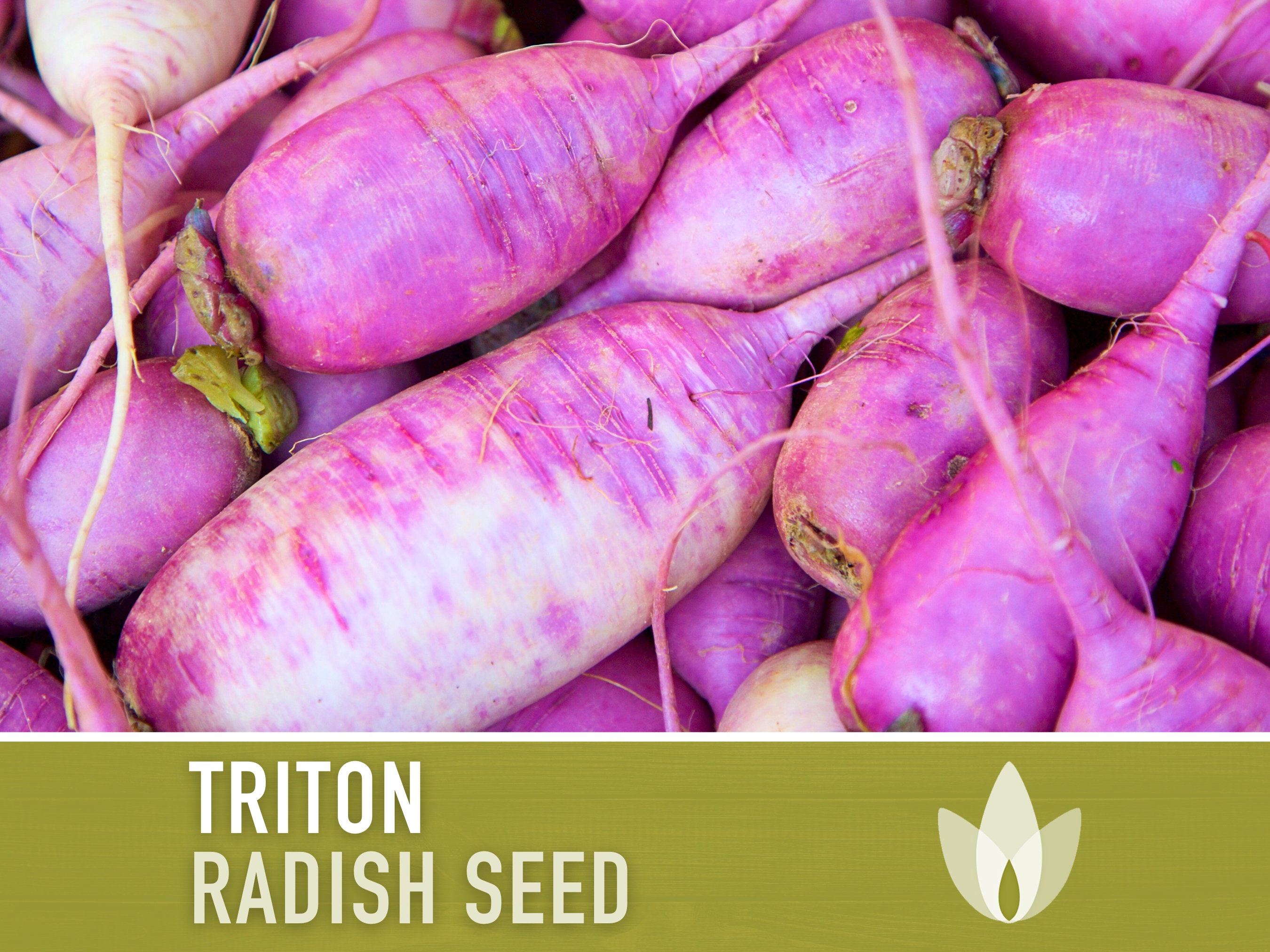 Triton Purple Daikon Radish Seeds - Heirloom, Non-gmo - Etsy