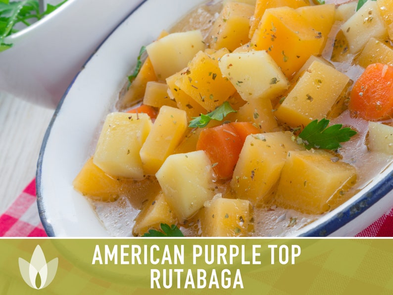 American Purple Top Rutabaga Heirloom Seeds Root Vegetables - Etsy