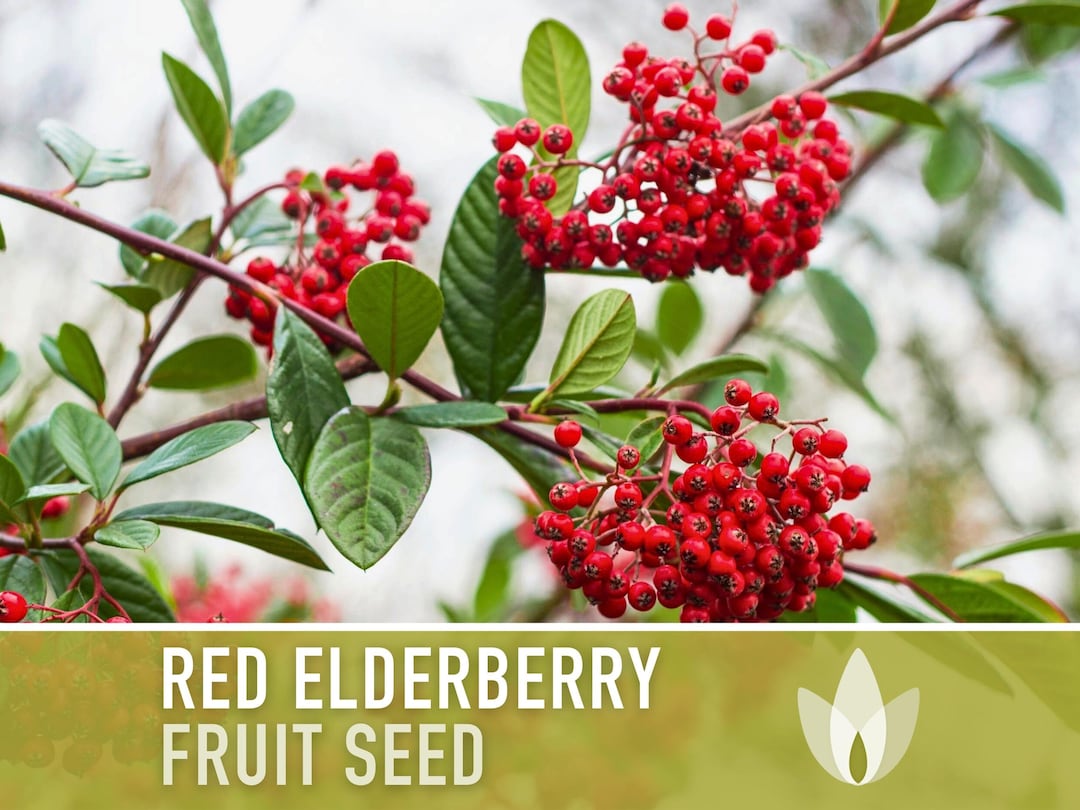 Red Elderberry Seeds - Heirloom Seeds, Sambucus Racemosa, Medicinal ...